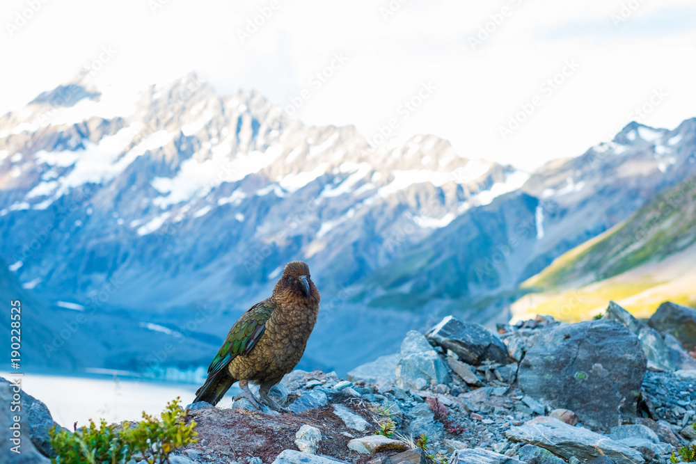 Kia Bird stand on the rock beside the glacier lake in Mt Cook National ...