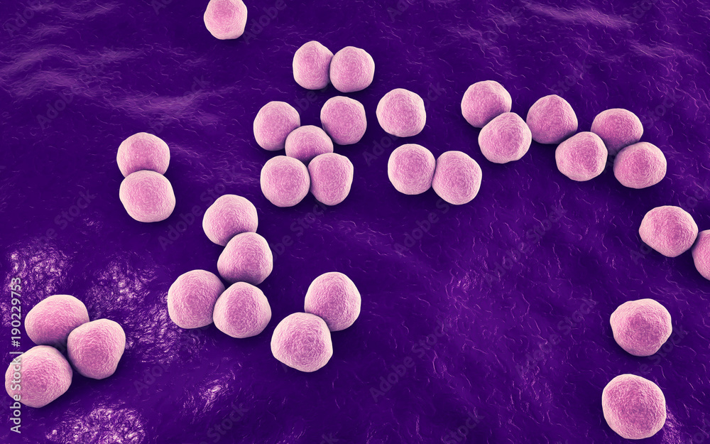 Ilustração do Stock: Veillonella bacteria, gram-negative anaerobic ...