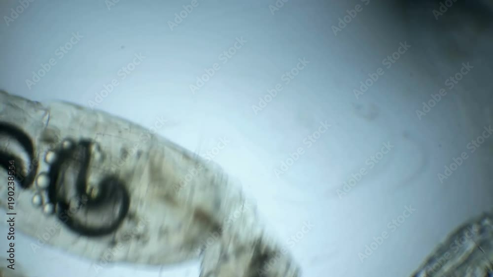 a transparent larva under the microscope,with internal organs,like an ...