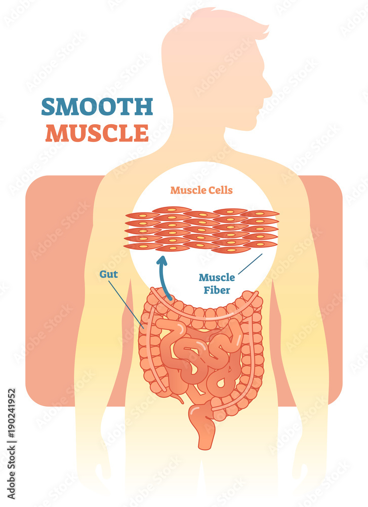 Smooth muscle vector illustration diagram, anatomical scheme with human ...