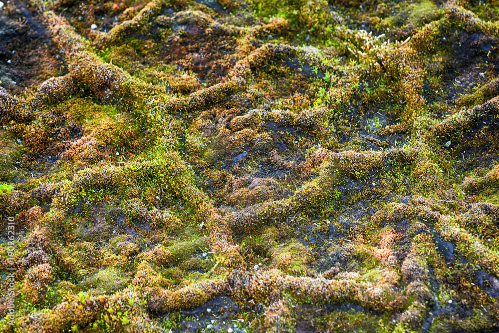 Science, ecology. Mosses - most Northern plants in world. Mesh ...