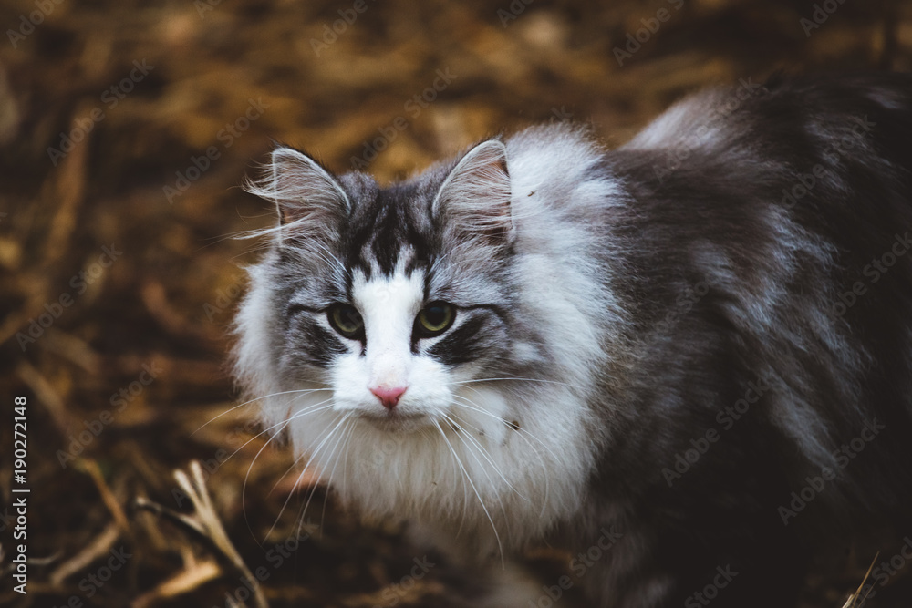 Fluffy Gray Cat Outside