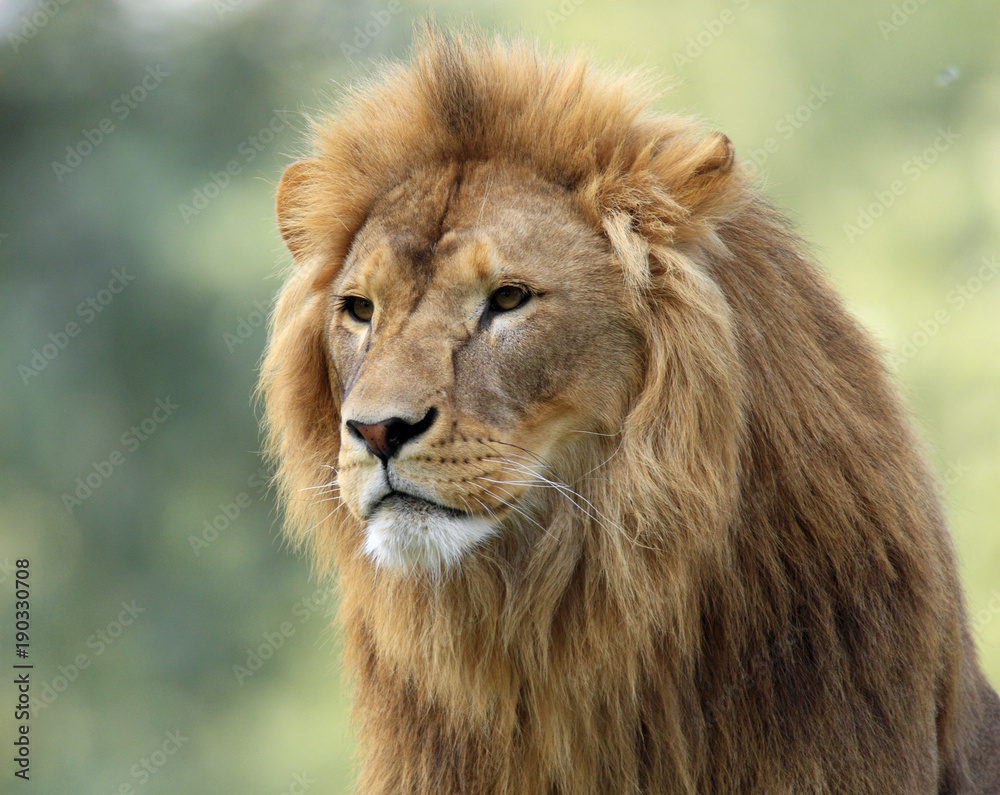 Single adult male Lion in zoological garden Stock Photo | Adobe Stock