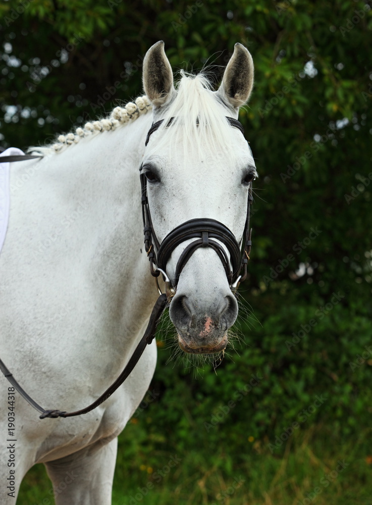 White Hanoverian Horse