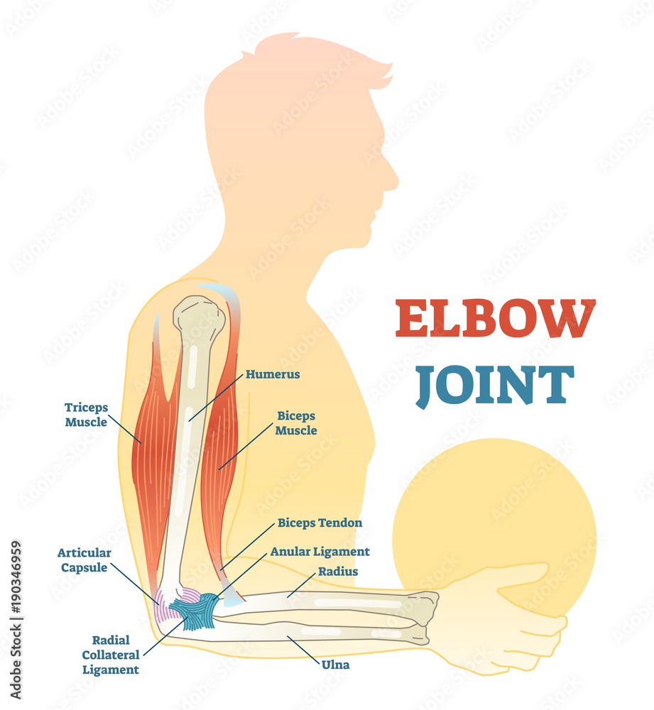 Elbow joint vector illustrated diagram, medical scheme. Stock Vector ...