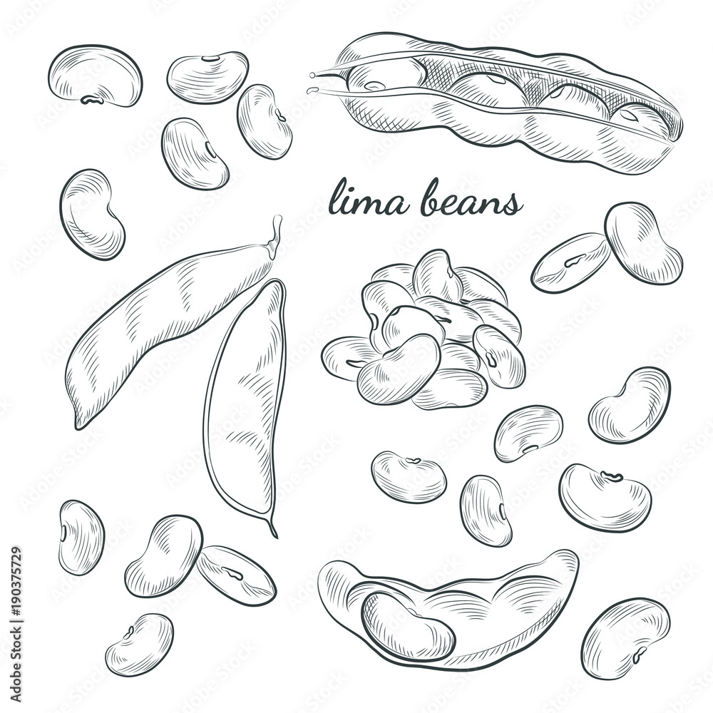 Photo & Art Print Lima beans hand drawn illustration, galunga.art