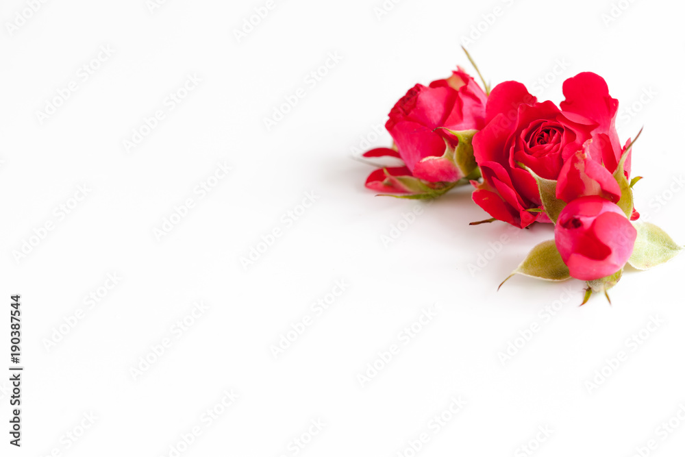 White background with red roses Stock Photo | Adobe Stock