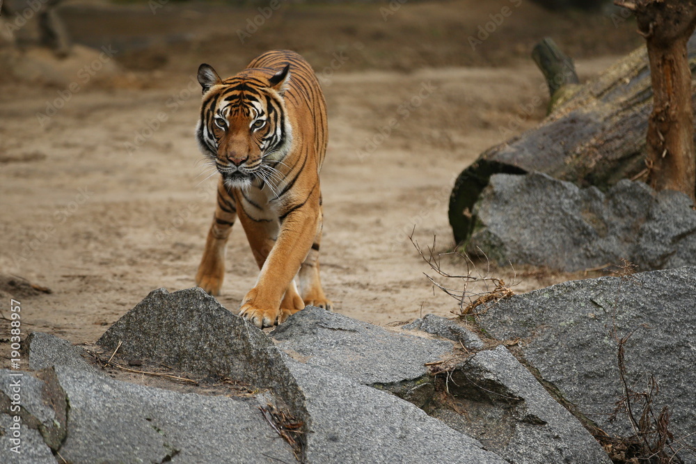Predatory Animals In Action