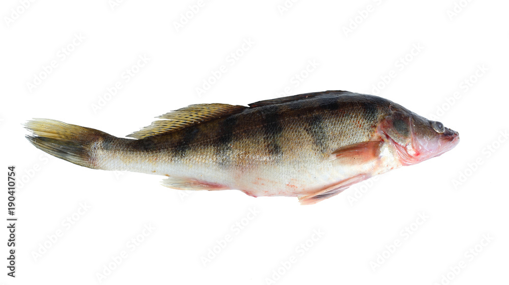 delicious nutritious fish. on white isolated background. for lovers of ...