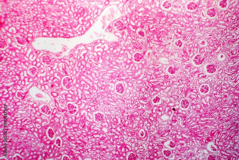 Kidney Nephron Microscope
