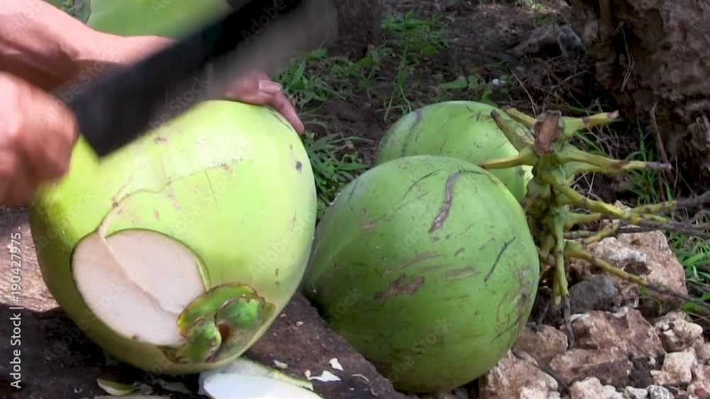 Someone cleaning big coconut using machete in Kulungkung, Nusa Penida ...