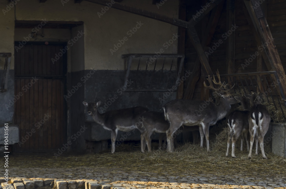 Animals of the Roe deers, hind or Capreolus capreolus family feed with ...