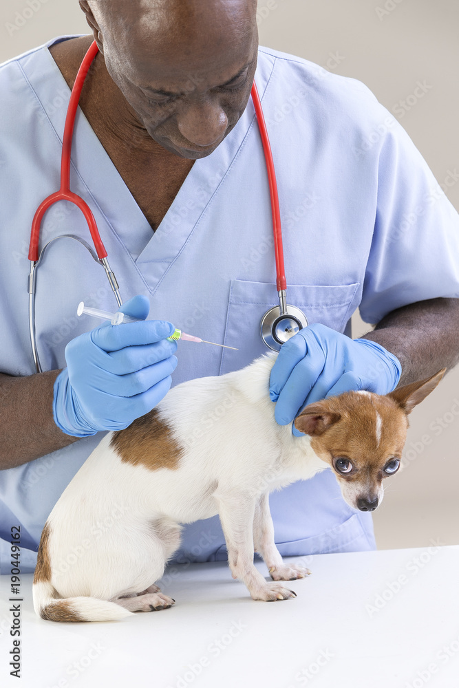 Vet giving an injection to a Chihuahua in front of white a background ...
