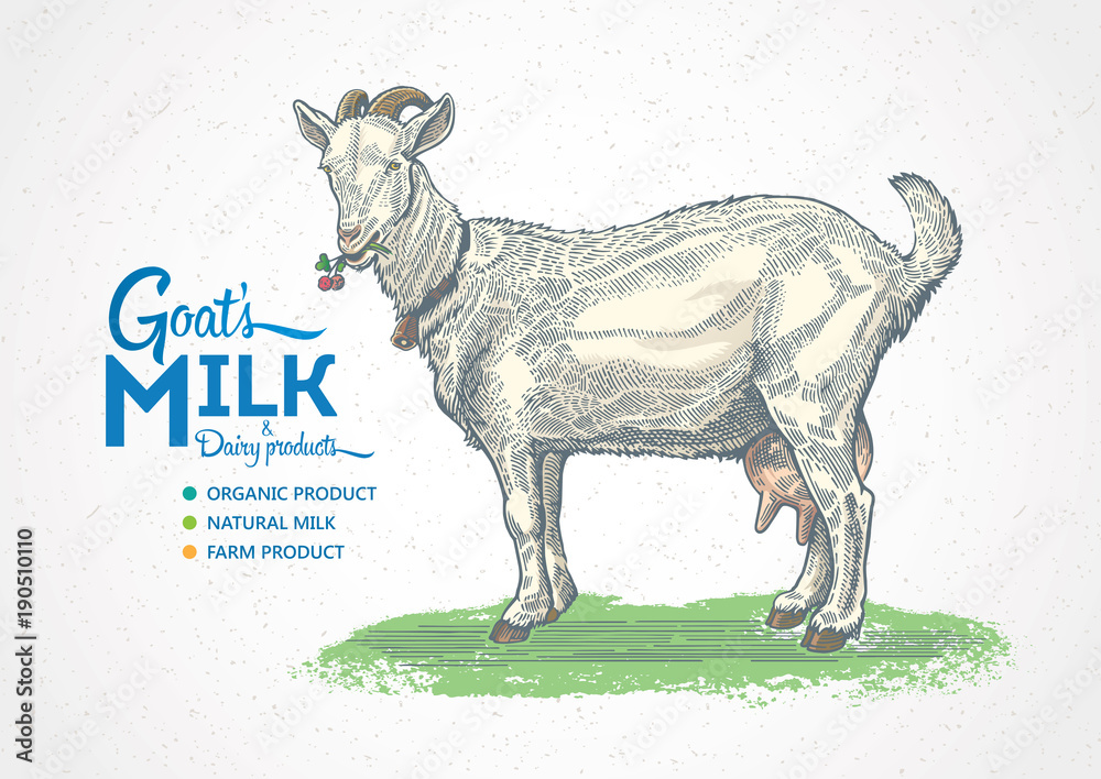 Goat in graphic style. Hand drawn and converted to vector Illustration ...