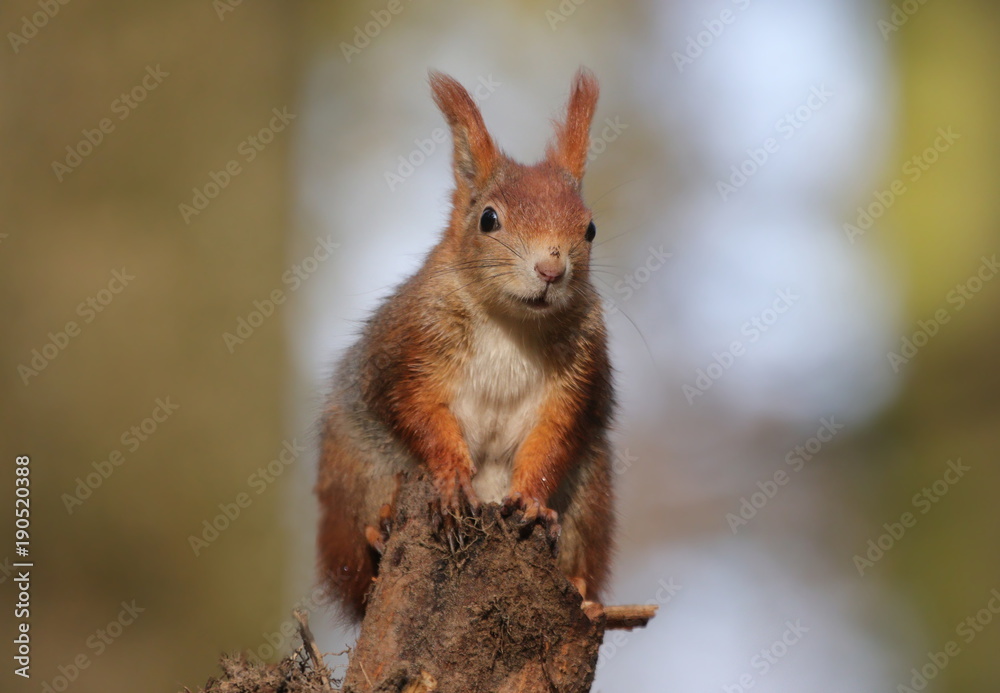 Deciduous Forest Squirrel