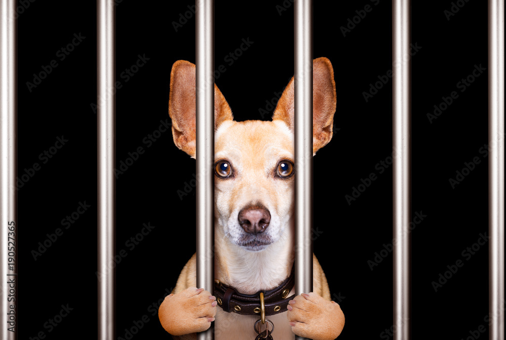 criminal dog behind bars in police station, jail prison, or shelter for ...