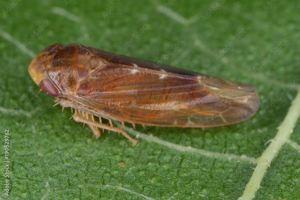 Cicadellidae