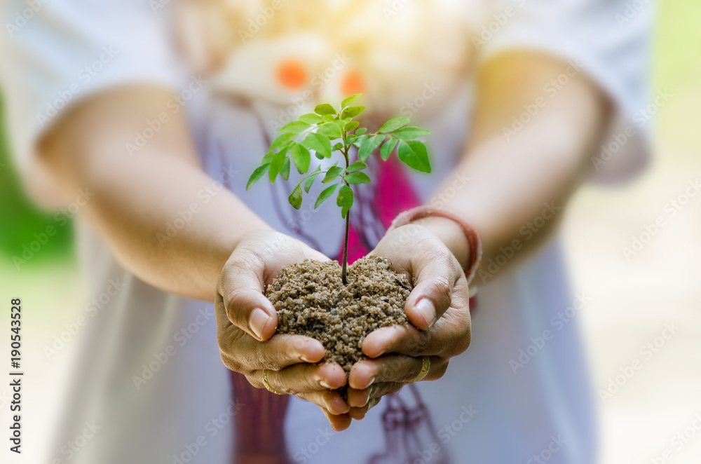 In the hands of trees growing seedlings. Bokeh green Background Female ...