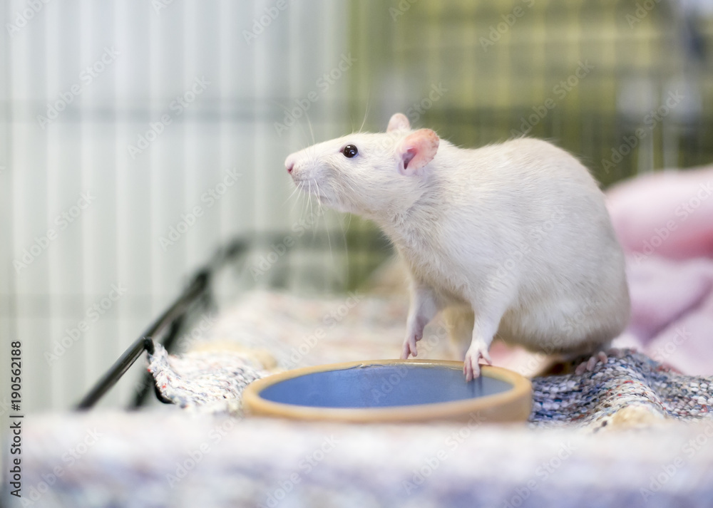 Fancy Pet Rats White