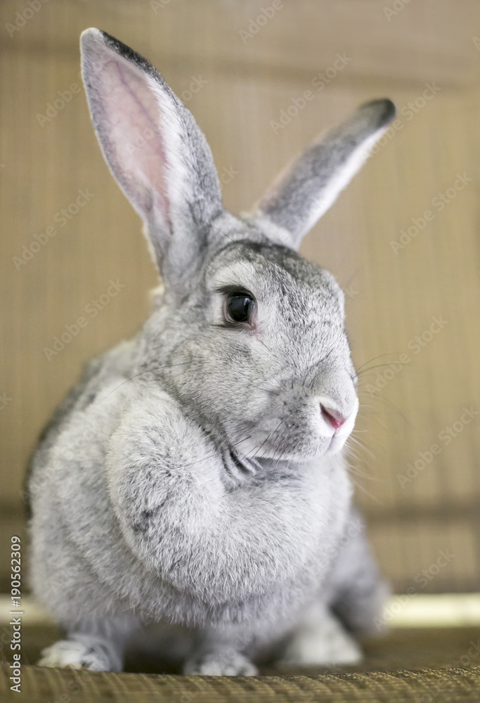 Giant Chinchilla Rabbits