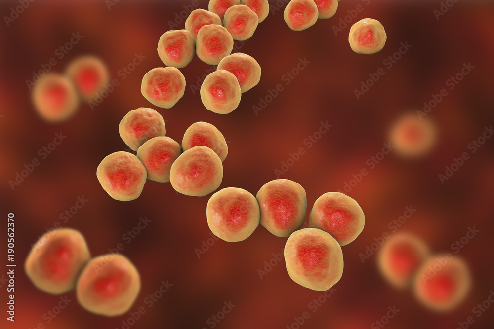 Veillonella bacteria, gram-negative anaerobic cocci, part of intestine ...