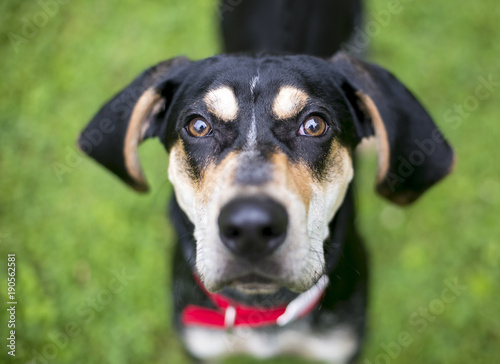 Bluetick Coonhound Black Lab Mix
