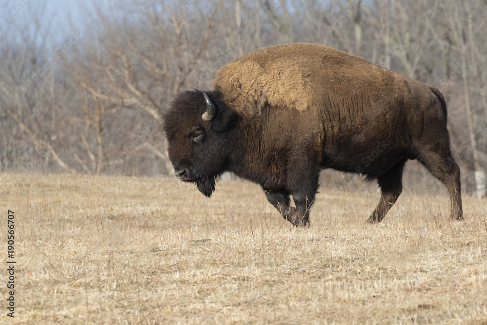 Handsom bull of american bison at Neil Smith National Wildlife Refuge ...
