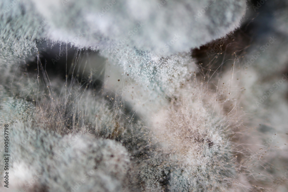 Growth of aspergillosis Aspergillus flavus on a salted mushrooms honey ...