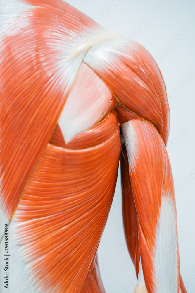 Human shoulder muscle and hand anatomy Stock Photo | Adobe Stock