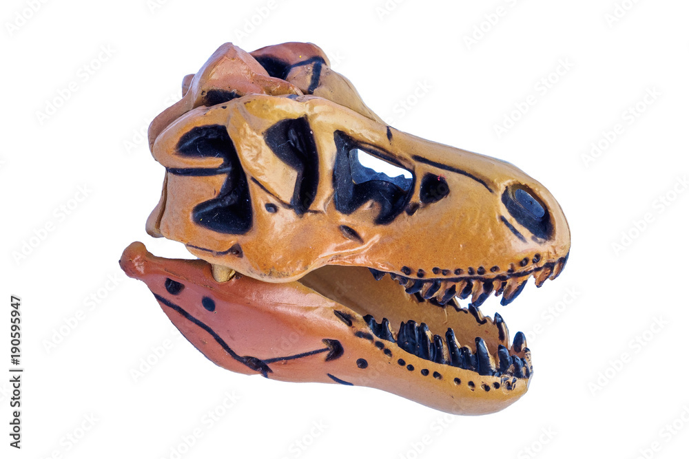 Tyrannosaurus rex,T-Rex,Dinosaur skull model is made of plastic Stock ...