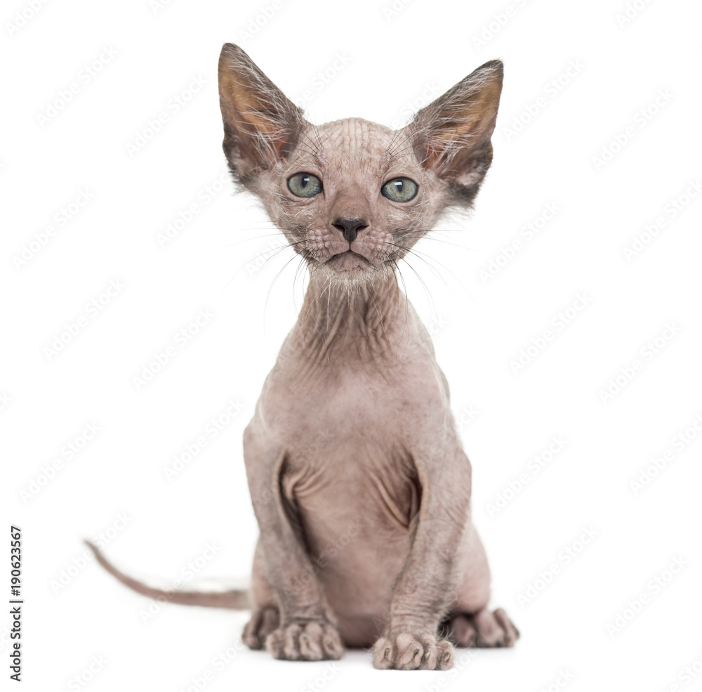Kitten Lykoi cat, 7 weeks old, also called the Werewolf cat sitt Stock ...