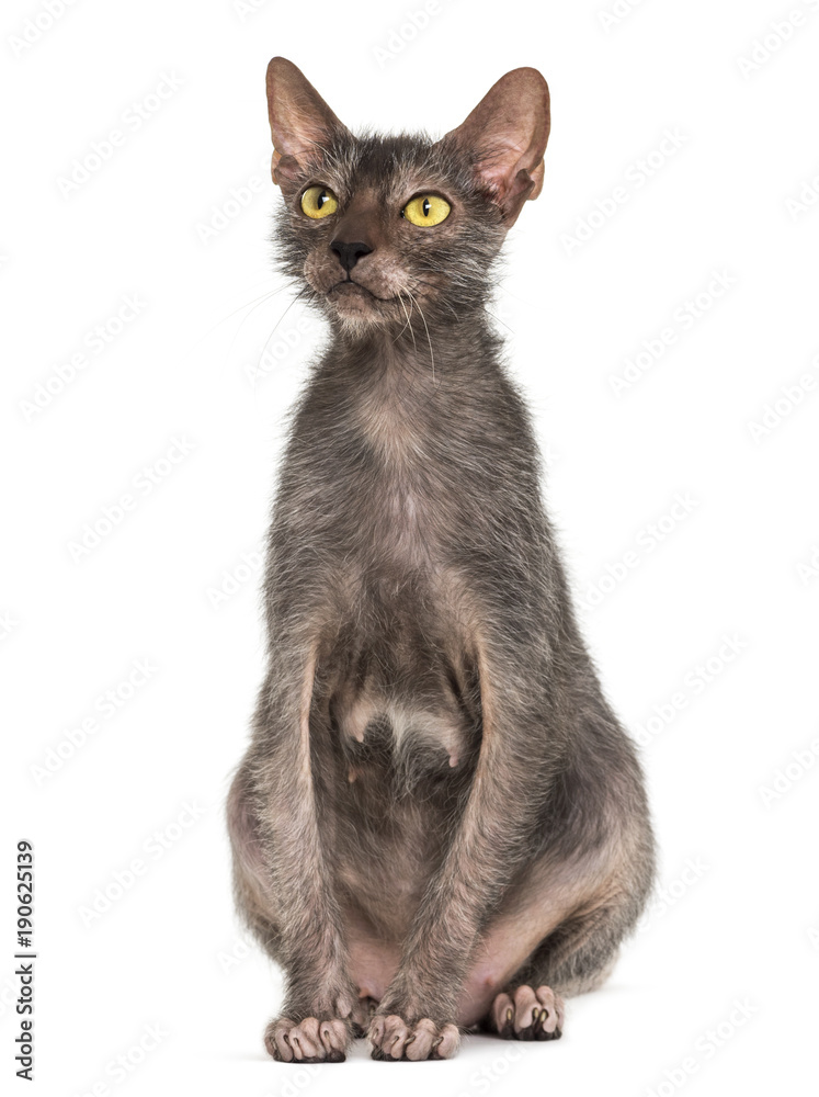 Lykoi cat, also called the Werewolf cat against white background Stock ...