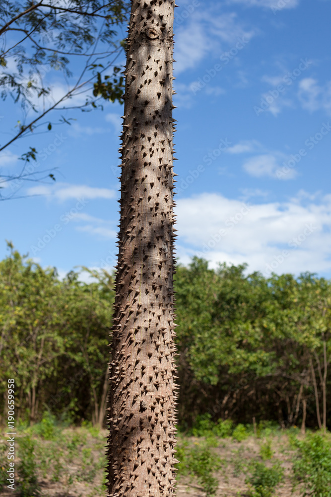 Tree Trunk Covered in Spikes Stock Photo | Adobe Stock