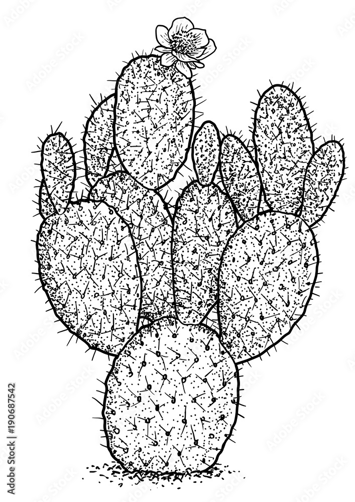 Indian fig, opuntia illustration, drawing, engraving, ink, line art ...