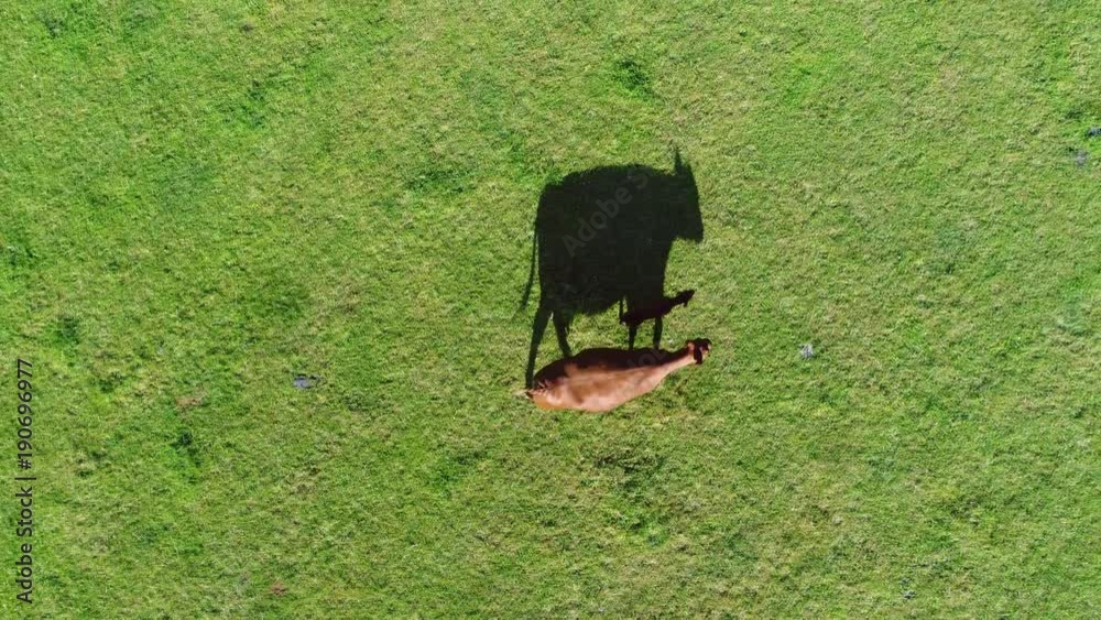 Aerial top down view footage of red Aberdeen Angus cattle mother cow ...