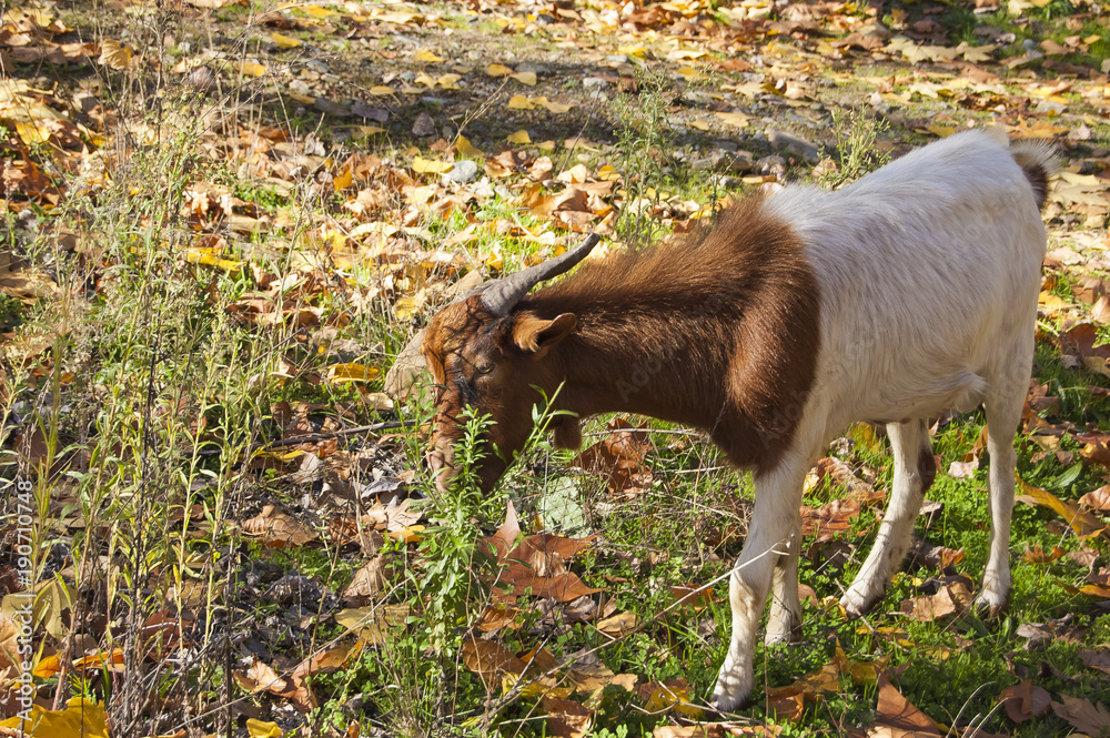Photo & Art Print Capra aegagrus hircus, conocida como cabra o chiva ...