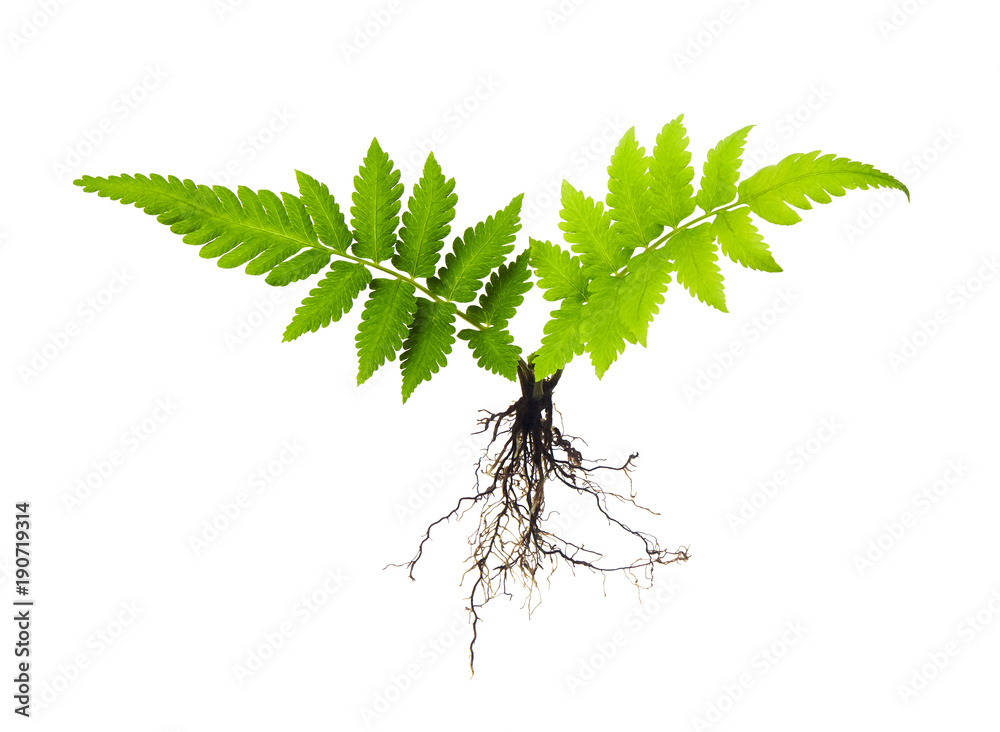 Fern with roots and frond (without soil) isolated on white background ...