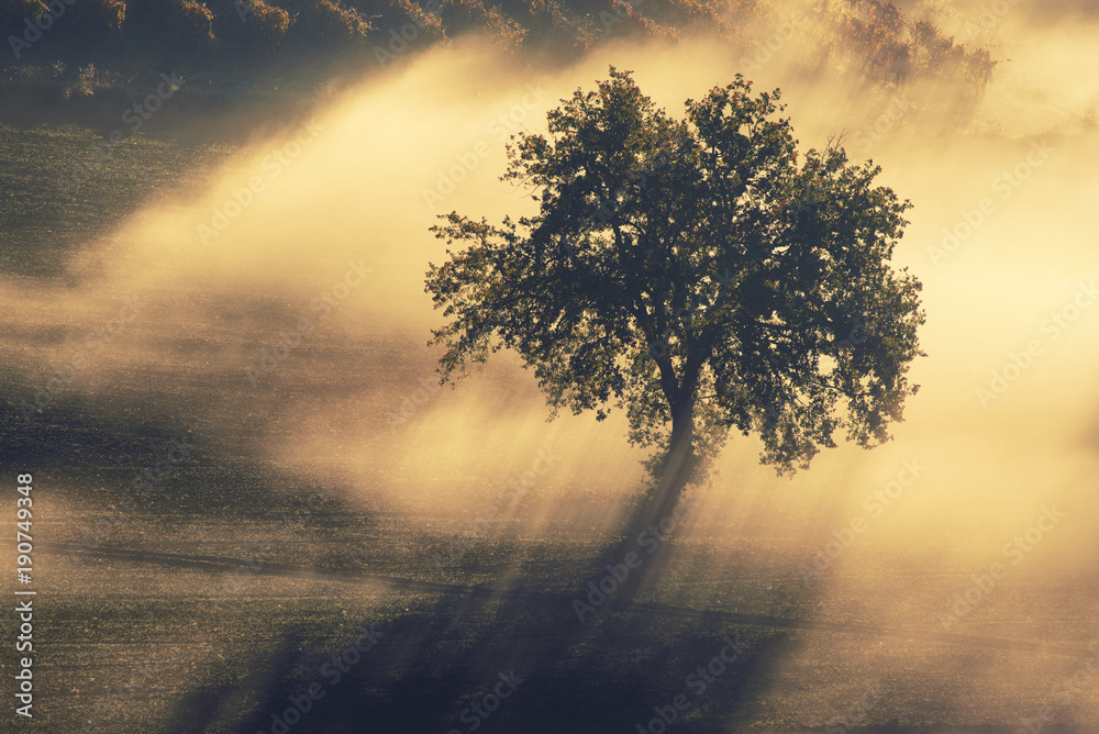 Single olive tree in the beautiful sunny fog at sunrise, natural ...