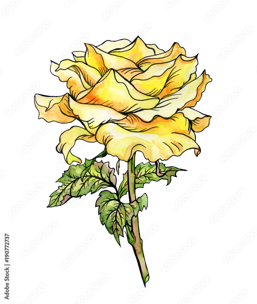 Yellow Rose With Vines Drawing