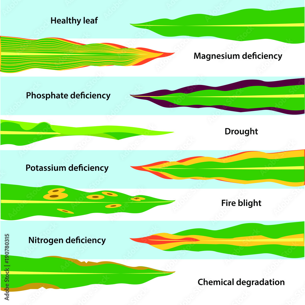 Vector illustration of nutritional deficiencies and diseases in trees ...