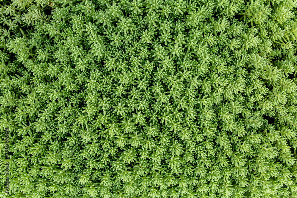 Green texture stonecrop, sedum, flowering moss, saxifrage, decorative ...