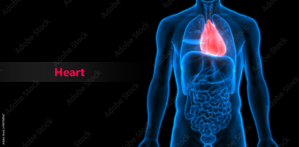 Human Body Organs (Heart Anatomy) Stock Illustration | Adobe Stock
