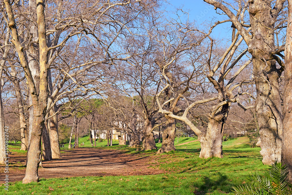 age-old plane trees in the public park of Borghese, Rome Stock Photo ...