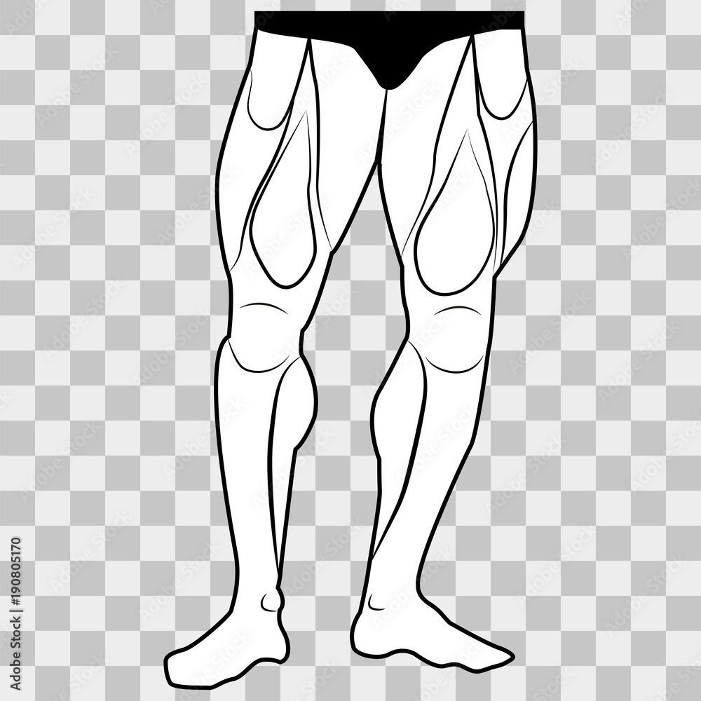 Vector image lower body man. The muscles of the legs on a transparent ...