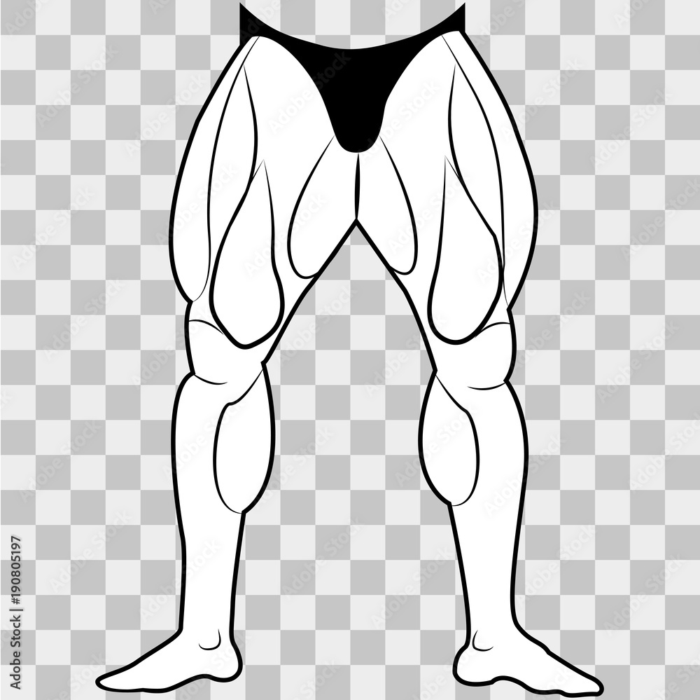 Vector image lower body man. The muscles of the legs on a transparent ...