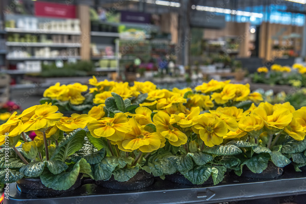 Primrose (primula vulgaris) is a early spring flowers. They have a high ...