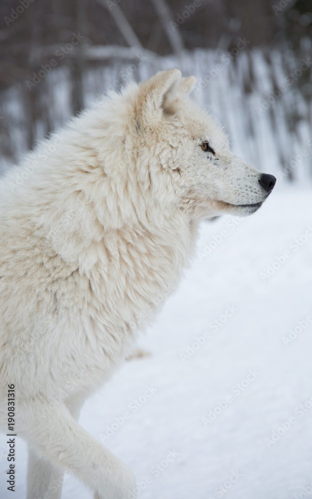 White Wolf Side Profile
