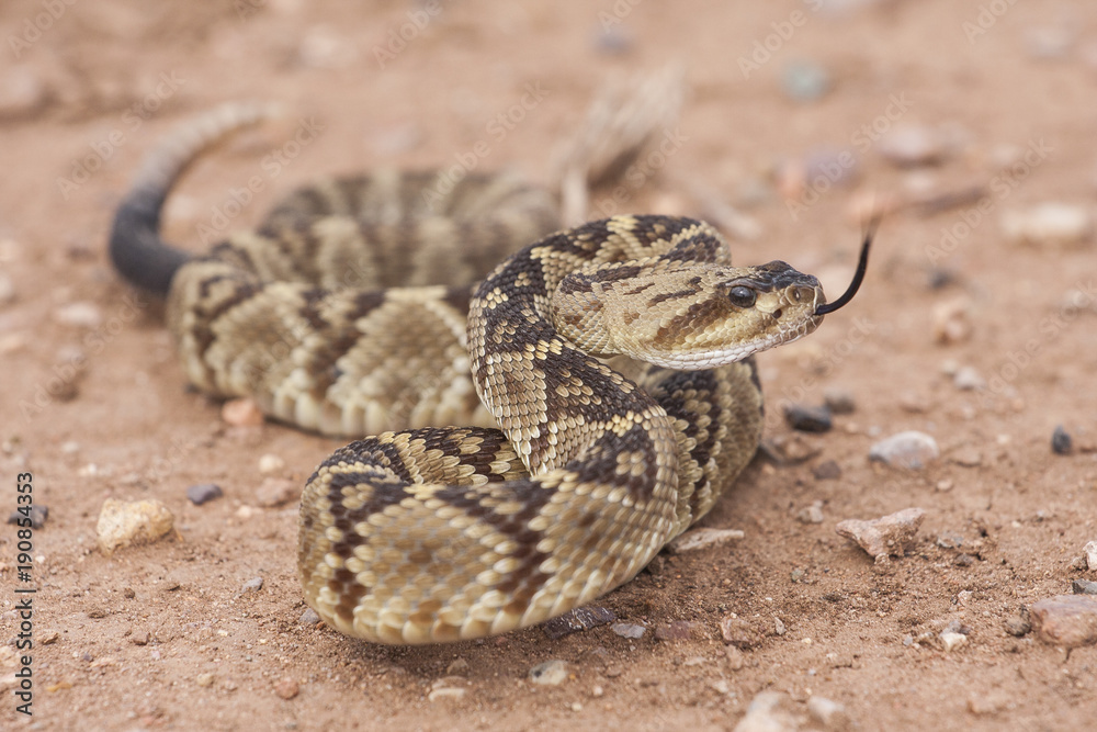 Crotalus molossus is a venomous pit viper species found in the ...
