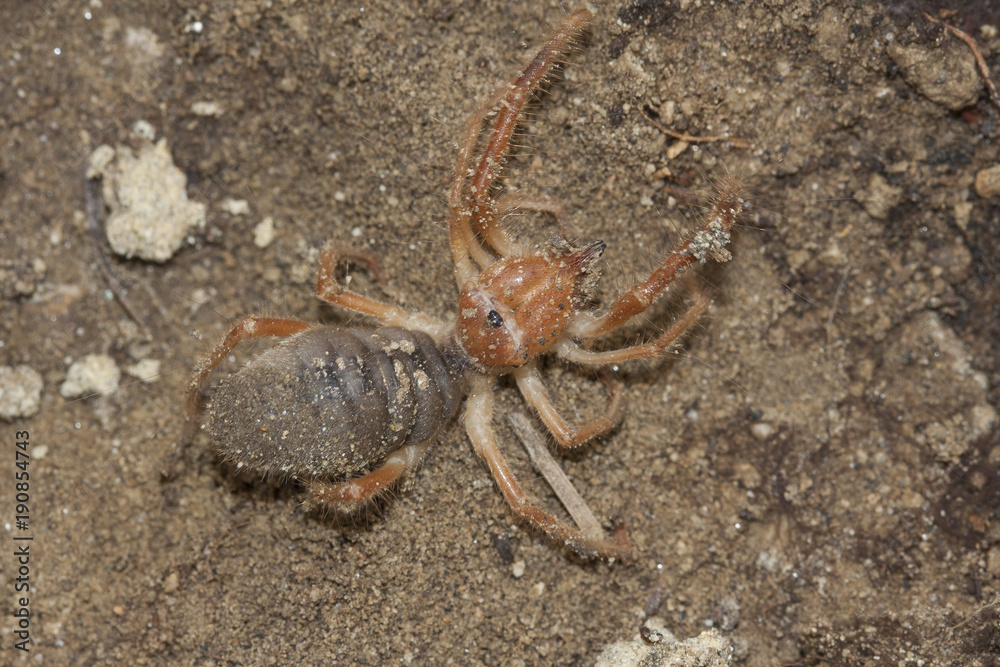 Solifugae is an order of animals in the class Arachnida known variously ...