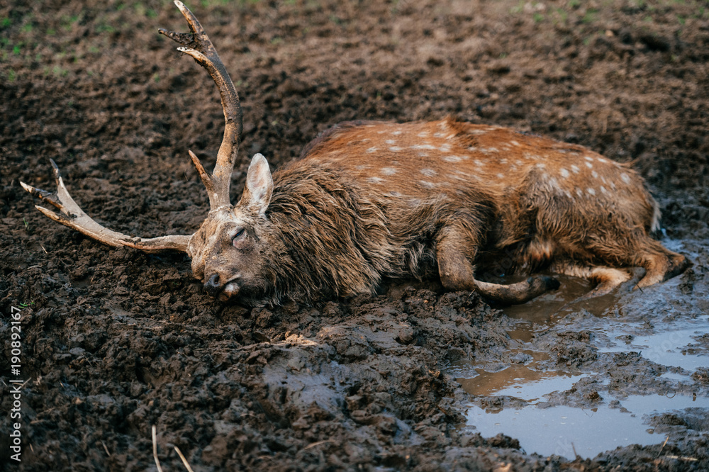 Deer resting and sleeping in mud. Expressive portrait of dead wild ...
